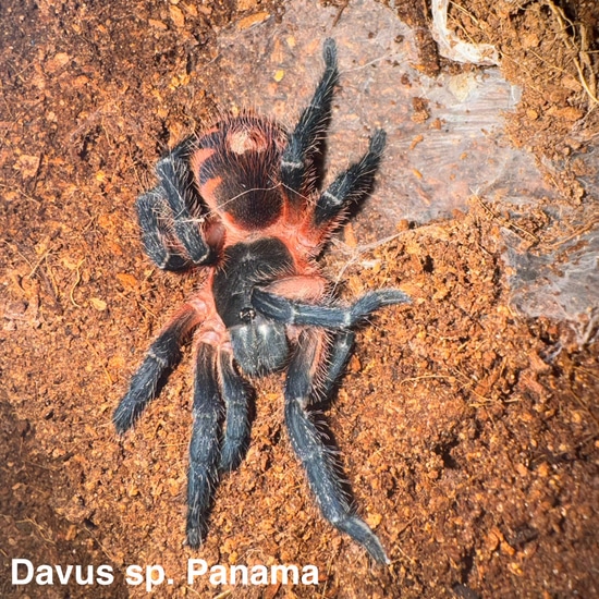 Davus Sp. Panama (Lava Spider) Tarantula by Nature's Exquisite Creatures