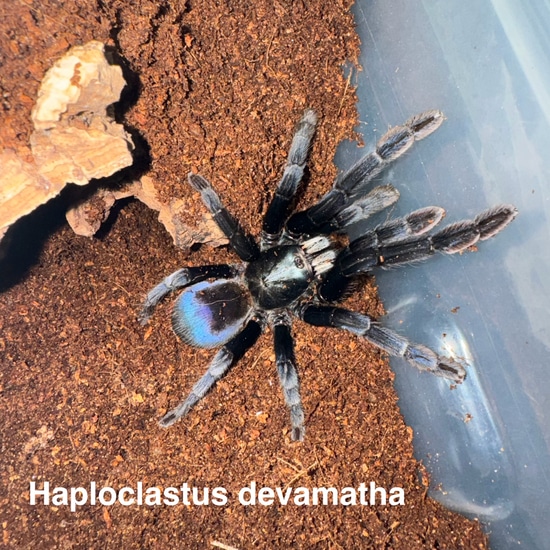 Haploclastus Devamatha (Indian Rainbow) Tarantula by Nature's Exquisite Creatures