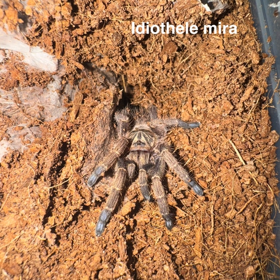 Idiothele Mira (Blue Footed Baboon) Tarantula by Nature's Exquisite ...