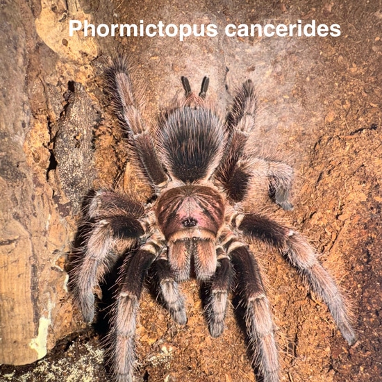 Phormictopus Cancerides (Haitian Brown Birdeater) Tarantula by Nature's ...