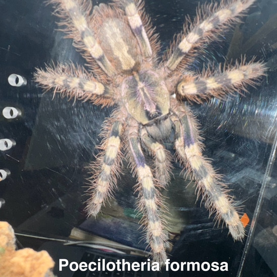 Poecilotheria Formosa (Salem Ornamental) Tarantula by Nature's ...