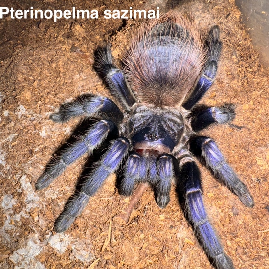 Lasiocyano Sazimai (Brazilian Blue) Tarantula by Nature's Exquisite ...