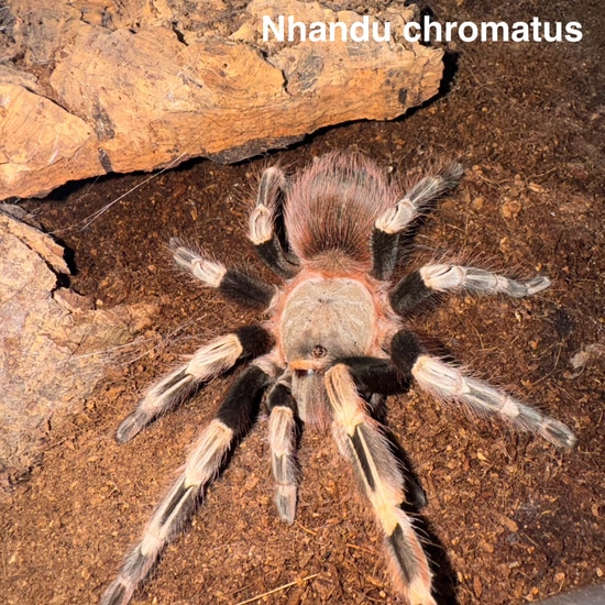 Nhandu Chromatus (Brazilian Red & White) Tarantula by Nature's ...