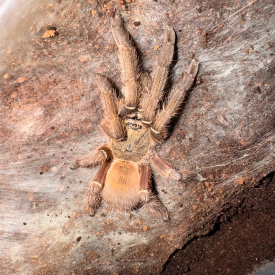 Ephebopus Uatuman (Emerald Skeleton Leg) Female Tarantula by Nature's ...