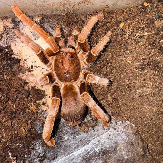 Pelinobius Muticus (King Baboon) Tarantula by Nature's Exquisite Creatures