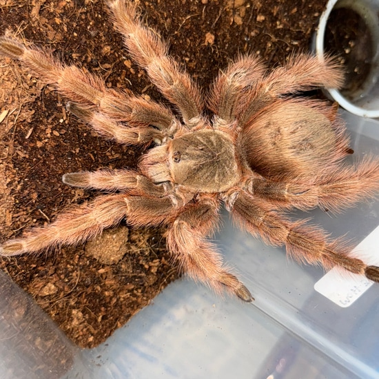 Nhandu Tripepii (Brazilian Giant Blonde) Tarantula by Nature's ...