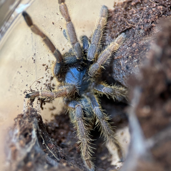 Ornithoctoninae Sp. "Vietnam Silver Tarantula by Nature's Exquisite ...