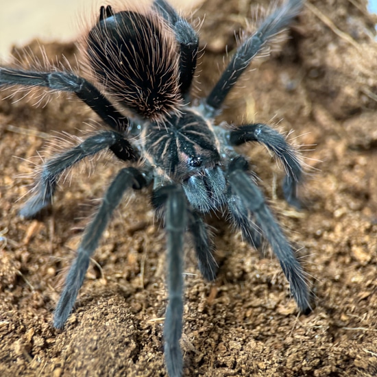 Xenesthis Intermedia (Amazon Blue Bloom) Tarantula by Nature's ...