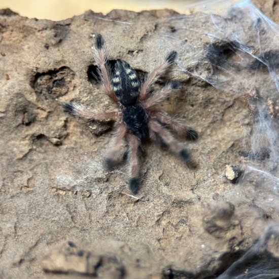 Amazonius Germani (Orange Tree Spider) Tarantula by Nature's Exquisite ...