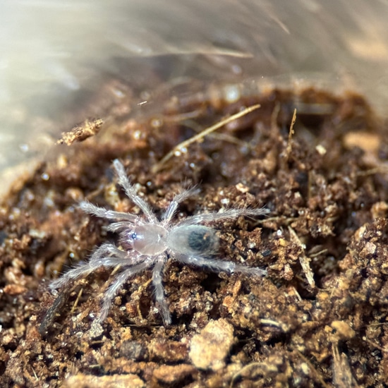 Cyrtopholis Sp. 'Guardalavaca Tarantula by Nature's Exquisite Creatures