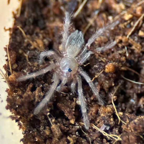 Nhandu Tripepii (Brazilian Giant Blonde) Tarantula by Nature's ...