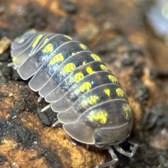 Armadillidium Granulatum "Granulated" 15ct Isopod by Nature's Exquisite ...