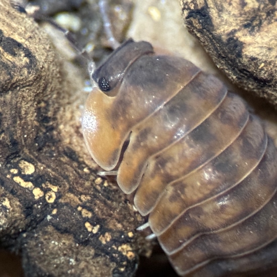 Cubaris Sp. Red Tiger 10ct Isopod by Nature's Exquisite Creatures