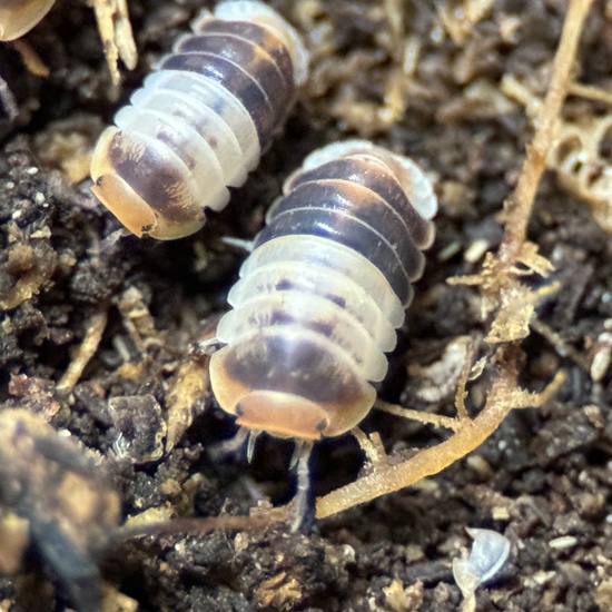 Cubaris Sp. White Shark 10ct Isopod by Nature's Exquisite Creatures