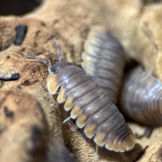 Cubaris Sp. Red Edge 10ct Isopod by Nature's Exquisite Creatures