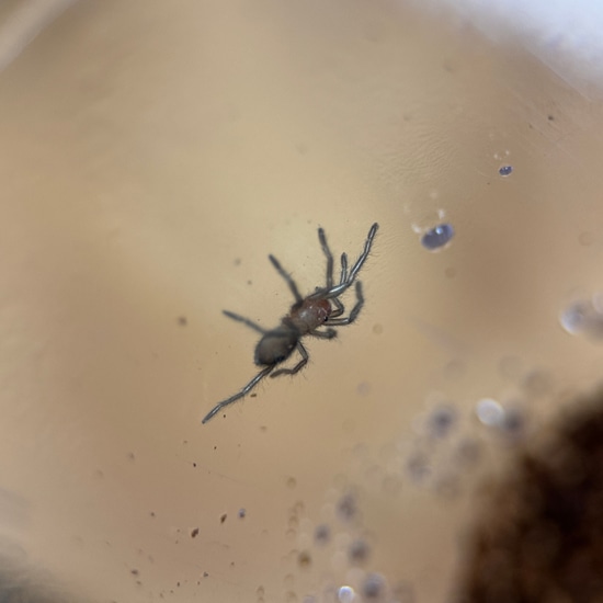 Thrixopelma Lagunas (Peruvian Blue Zebra) Tarantula by Nature's ...