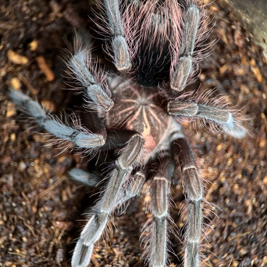Pamphobeteus Machala (Purple Bloom Birdeater) Tarantula by Nature's ...