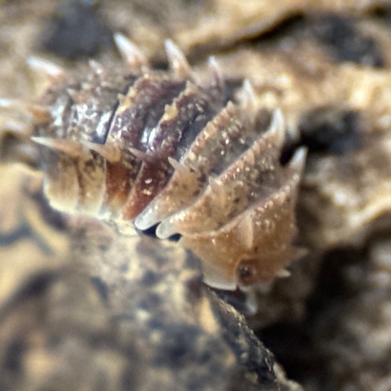 5 Count Pseudarmadillo Spinosus "Cuban Spikey Isopod by Nature's ...