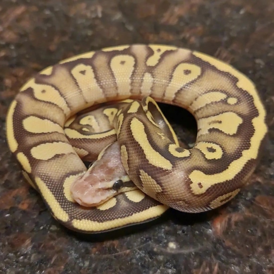 Super Pastel Mojave Ball Python by Exotic Ball Pythons - MorphMarket