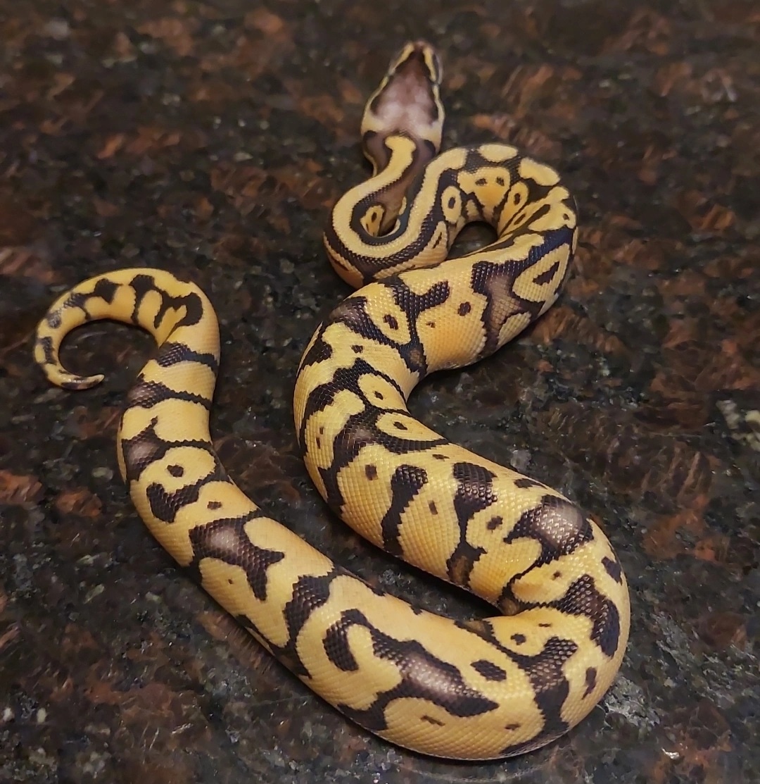 Firefly Enchi Ball Python by Exotic Ball Pythons - MorphMarket