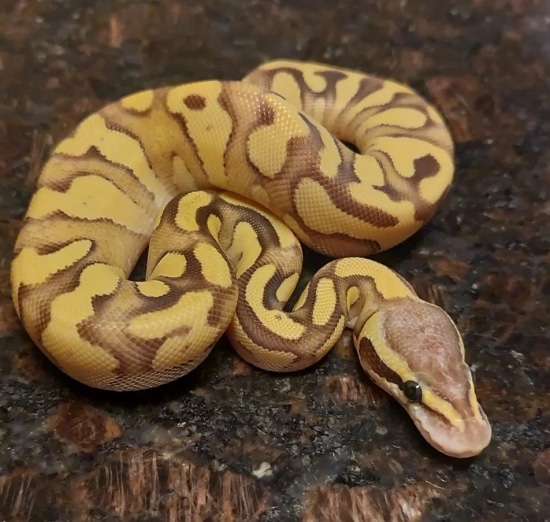 Enchi Pastel Fire Vanilla Ball Python by Exotic Ball Pythons