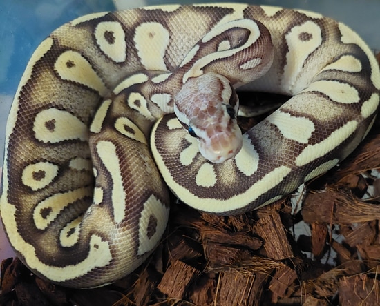 Super Pastel Mojave Ball Python by Exotic Ball Pythons