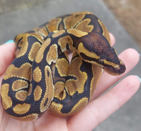 Enchi Ball Python by Exotic Ball Pythons