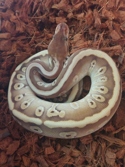 Hidden Gene Woma Mojave Ball Python by Exotic Ball Pythons