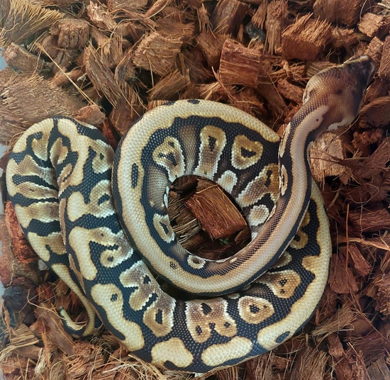 Mojave PET ONLY PLS READ Ball Python by Exotic Ball Pythons
