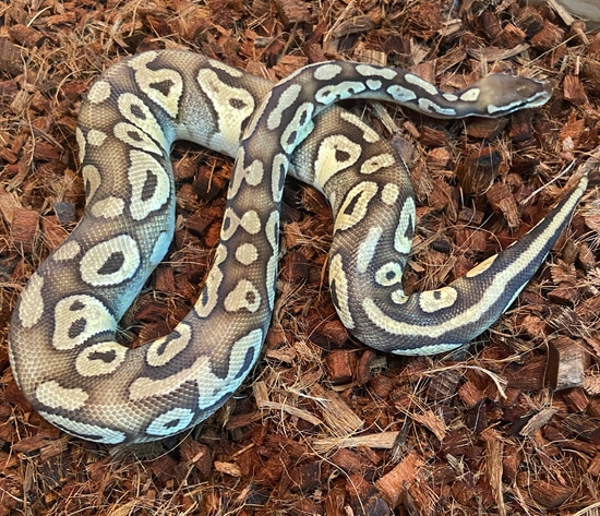 Pastel Mojave Ball Python by Exotic Ball Pythons