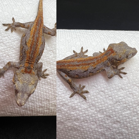 BJM-10 Red & Orange Striped Garg Gargoyle Gecko by LGP Gecko