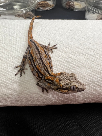 FTLH-2 Gargoyle Gecko by LGP Gecko