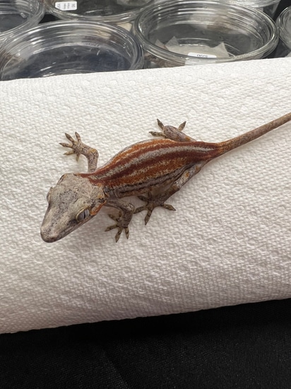 CBCS-1 Red Striped Gargoyle Gecko by LGP Gecko