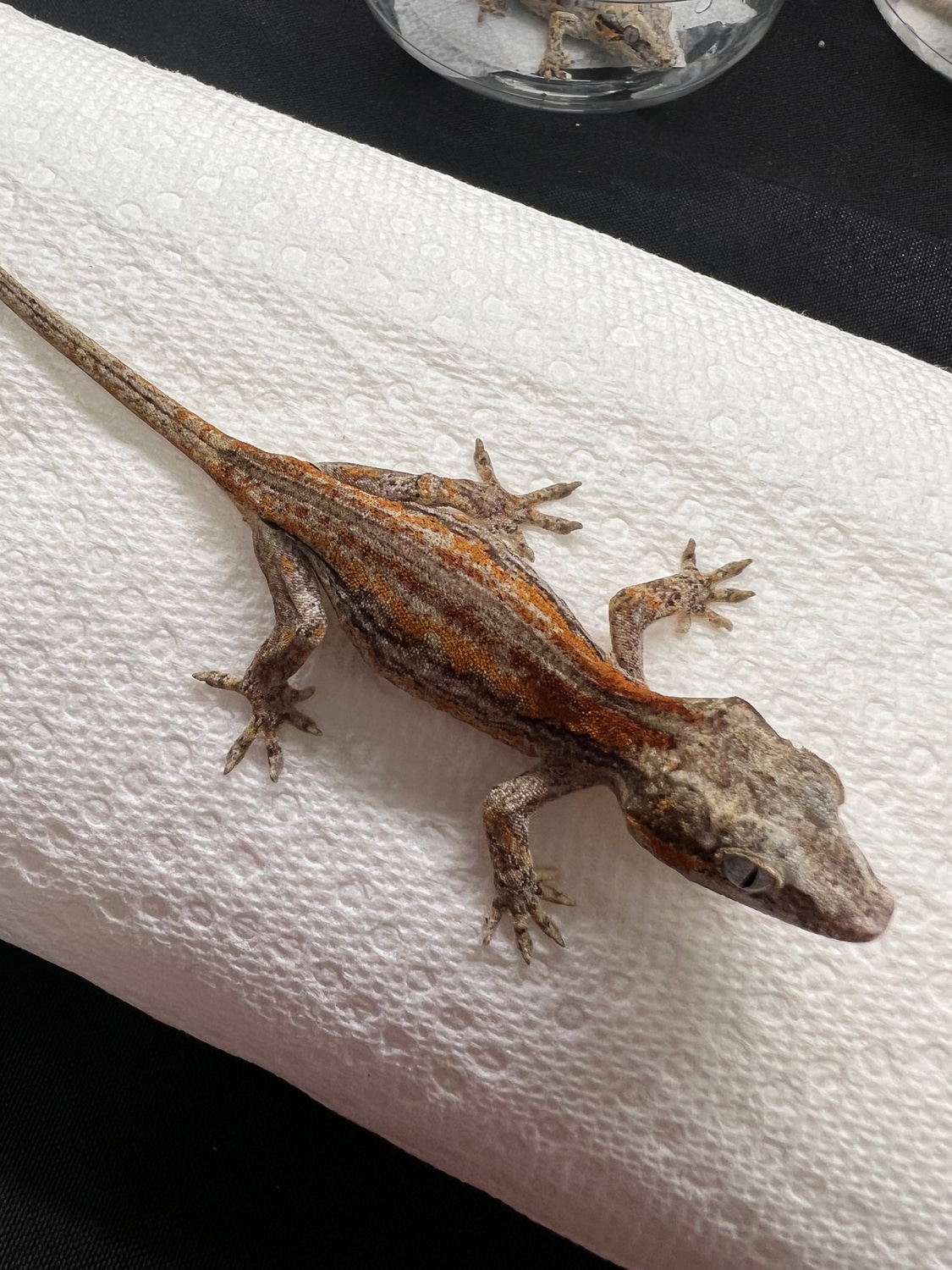 Party Pants Striped Gargoyle Gecko by LGP Gecko - MorphMarket