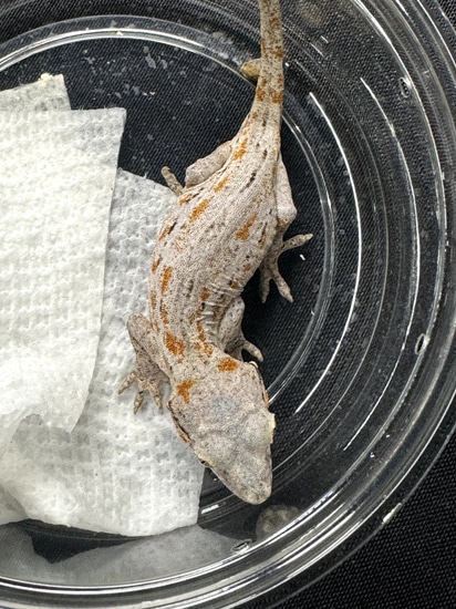 CHZM-11 Orange Blotch Striped Gargoyle Gecko by LGP Gecko