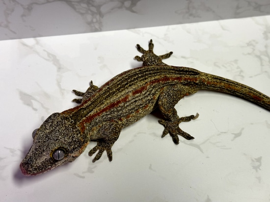 Armageddon - Proven Male Red Stripe Gargoyle Gecko by LGP Gecko