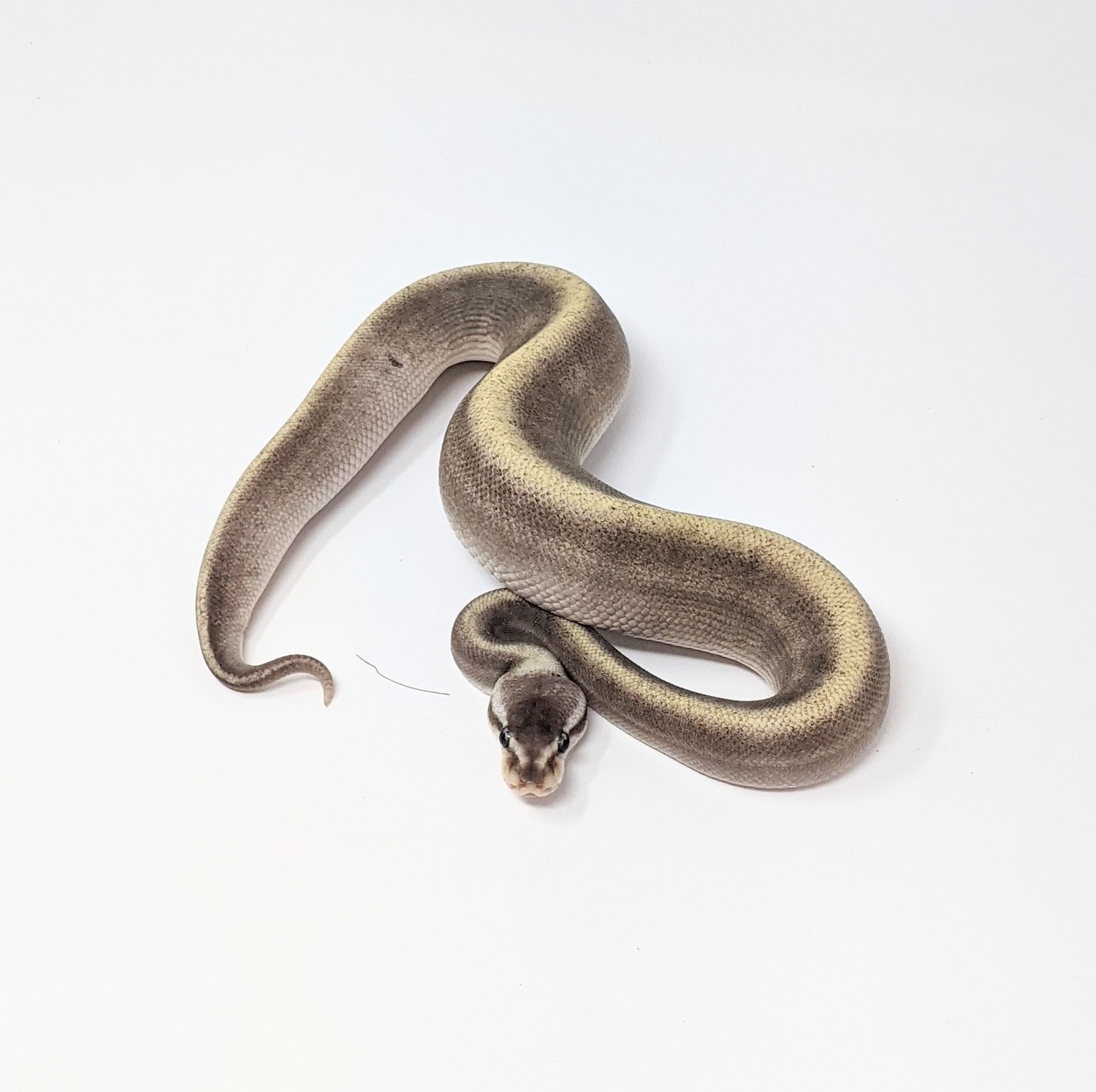 GHI Mojave Cinnamon Pastel Het Desert Ghost Ball Python by T.Dot ...