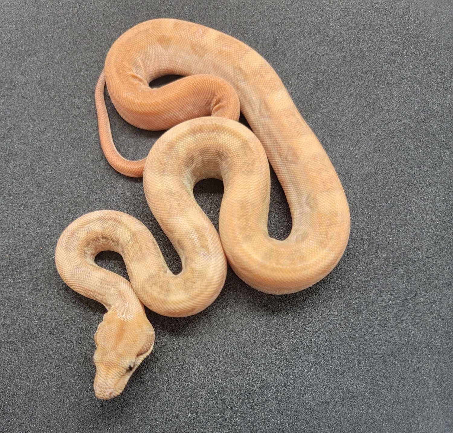 Central T+ Sunglow Aztec Motley Boa Constrictor by Dutch Mafia Reptiles ...