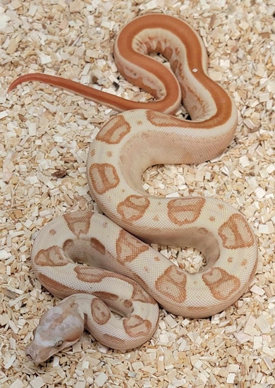 VPI Sunglow Jungle Motley Boa Constrictor by Dutch Mafia Reptiles