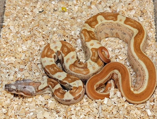 VPI IMG Sunglow Jungle Motley Boa Constrictor by Dutch Mafia Reptiles