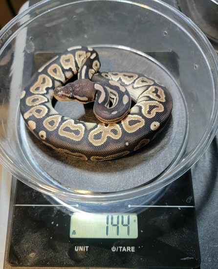 Gargoyle Ball Python by Dutch Mafia Reptiles