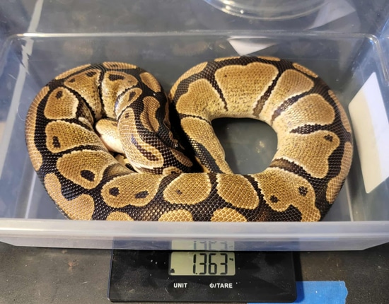 RTB Het Clown Ball Python by Dutch Mafia Reptiles