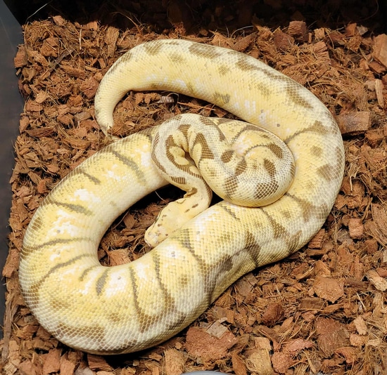 Lesser Firebee Ball Python by Dutch Mafia Reptiles