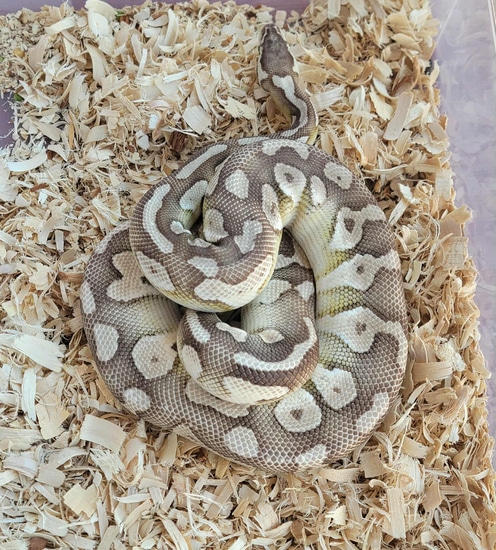 Super Pastel Lesser Leopard Het VPI Ball Python by Dutch Mafia Reptiles