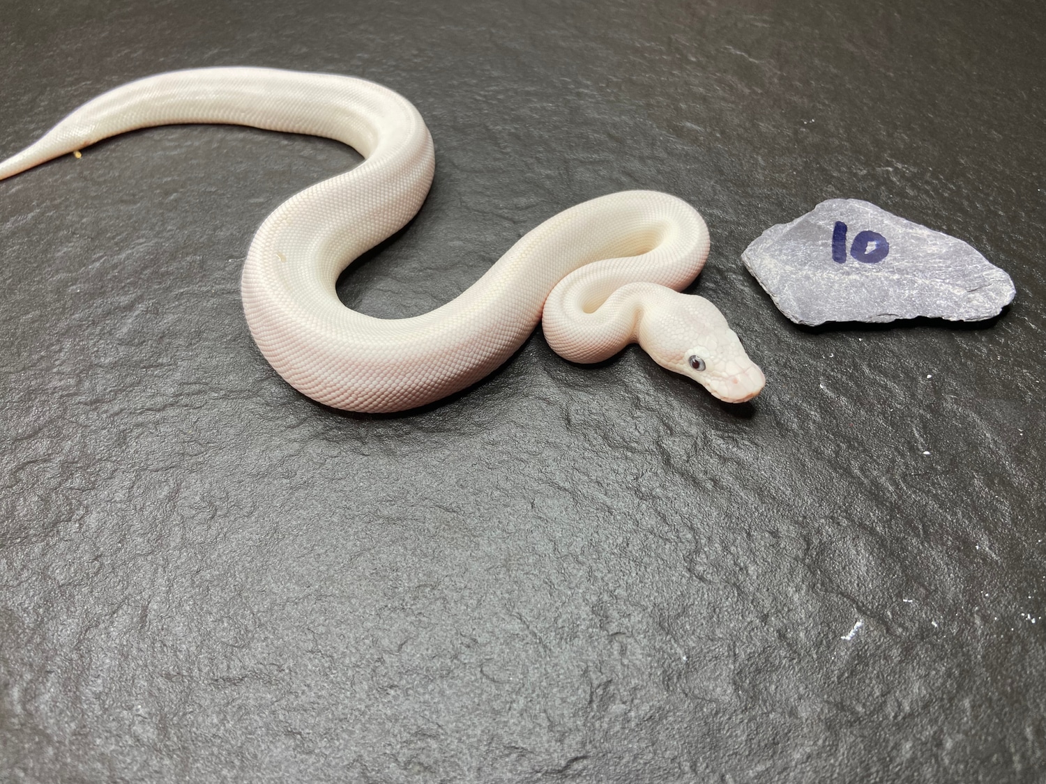 Blue Eyed Lucy Pos Leo Pos Hypo Ball Python by Collective constrictors ...