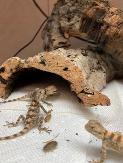 Clown Agamas USCBB Babies More Lizard by La Habra Exotics Online