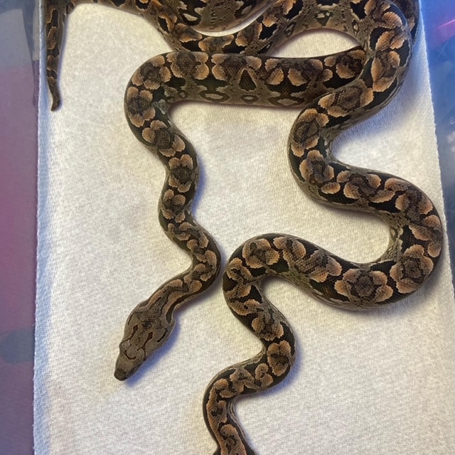 FEMALE Dumeril's Boa by Cornsnake Corral - MorphMarket