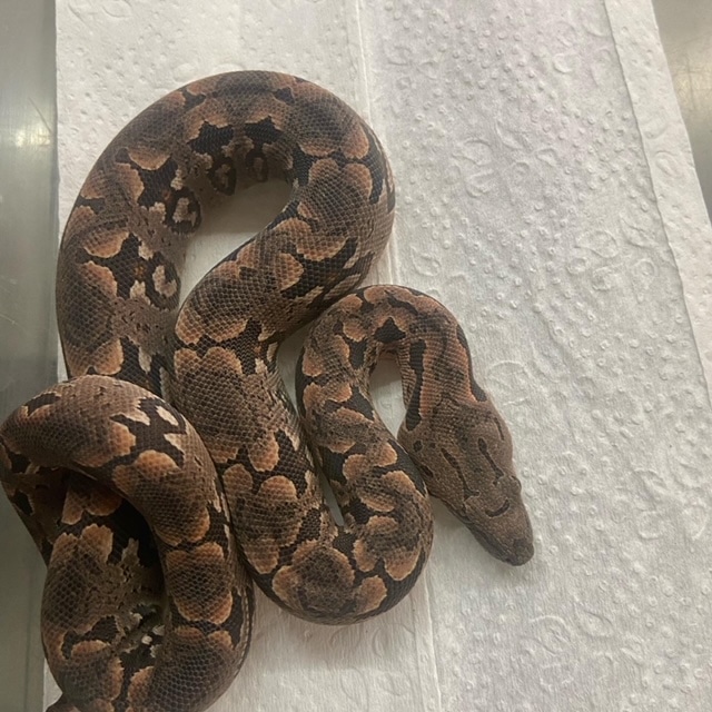 Dumeril Boas-2022 MALES Dumeril's Boa by Cornsnake Corral - MorphMarket