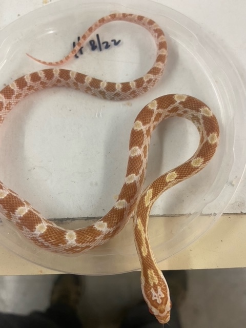 Butter SALE Corn Snake by Cornsnake Corral - MorphMarket