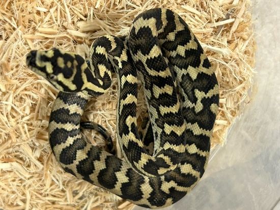 Jungle Carpet Pythons by La Habra Exotics Online